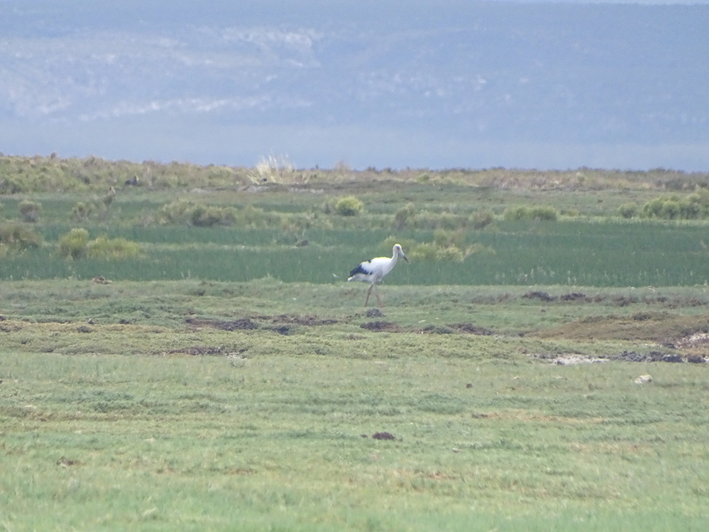 Maguari Stork from Malargüe, Mendoza, Argentina on January 09, 2022 at ...