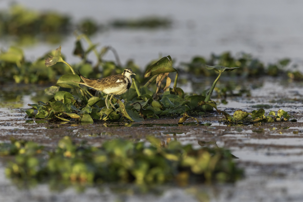 Pheasant-tailed Jacana from Bebejia Gaon, Assam 786147, India on ...