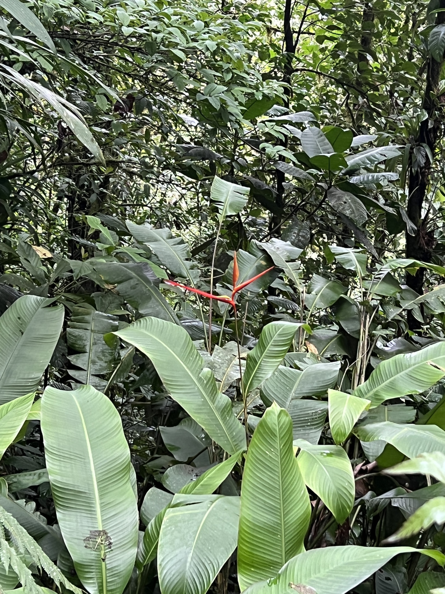 Heliconia vaginalis Benth.
