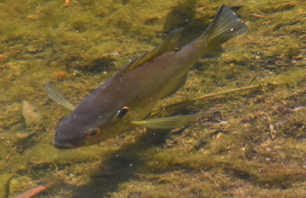 Redear Sunfish (Wildlife and Wildflowers of Texas - Fish) · iNaturalist