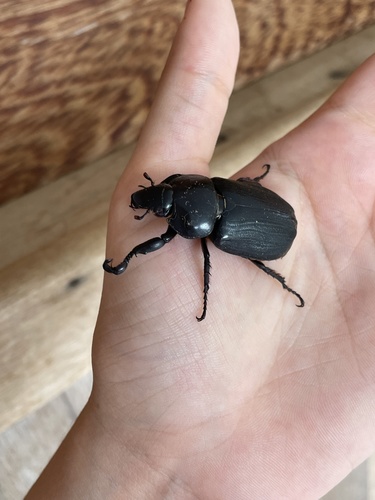 Genus Surutu · iNaturalist