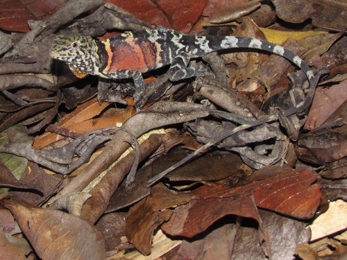 Enyalius erythroceneus · iNaturalist