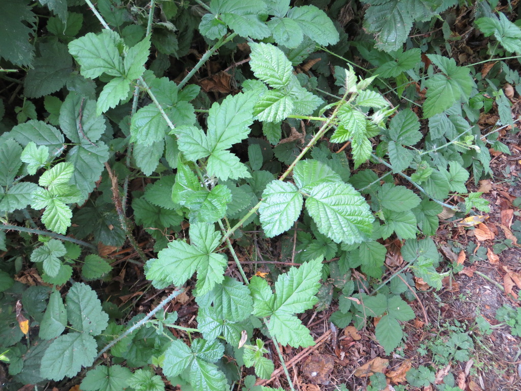 trailing blackberry from Bolinas, CA on September 16, 2012 by Barbara ...