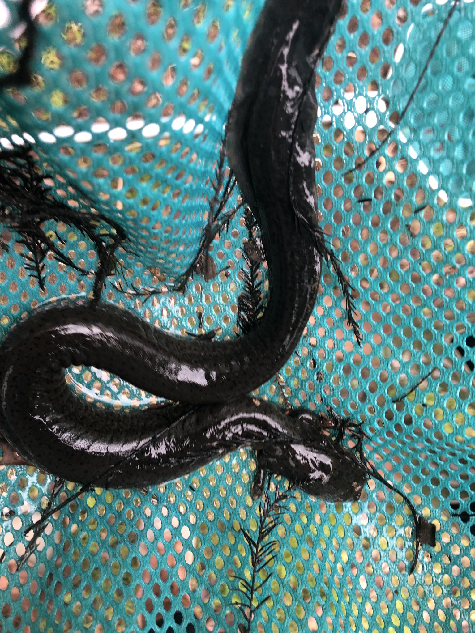 Siren intermedia Barnes, 1826