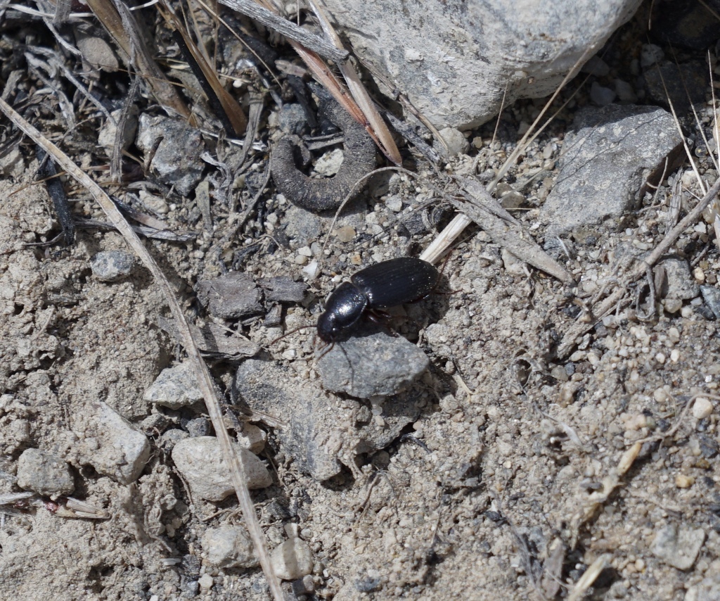 Dicheirus piceus from Grant County, WA, USA on June 14, 2020 at 02:12 ...