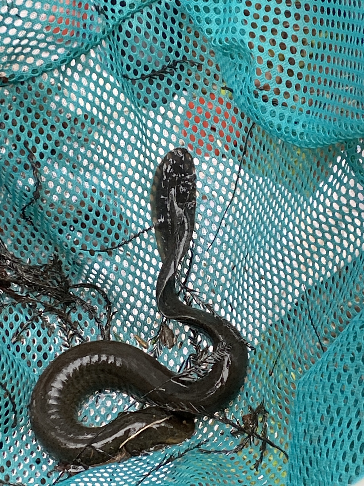 Siren intermedia Barnes, 1826