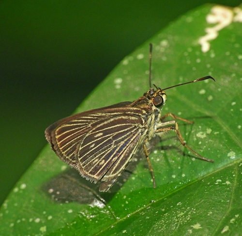 Genus Peba · iNaturalist