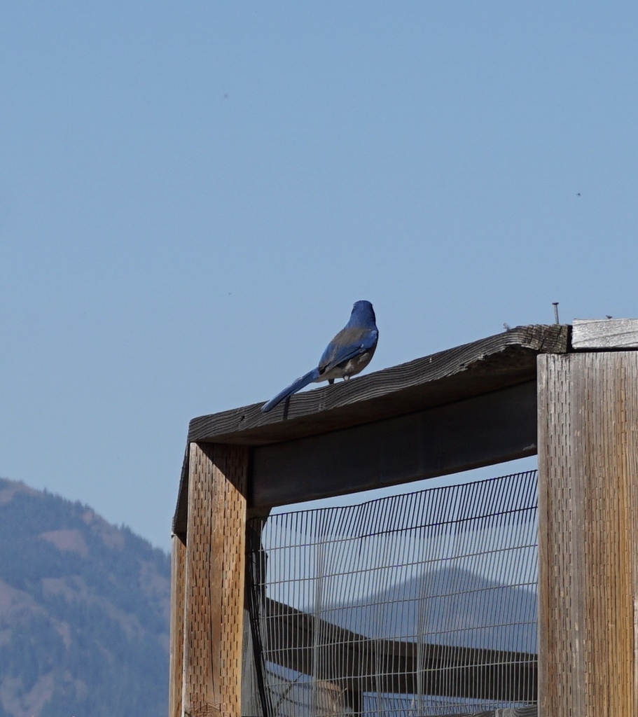 California Scrub-Jay from Kittitas County, WA, USA on October 3, 2020 ...