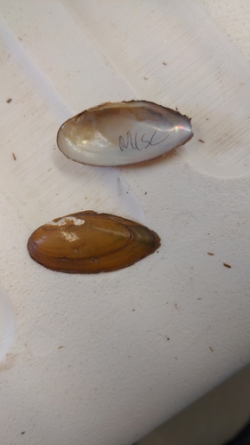 Yellow Lance (Elliptio lanceolata) · iNaturalist