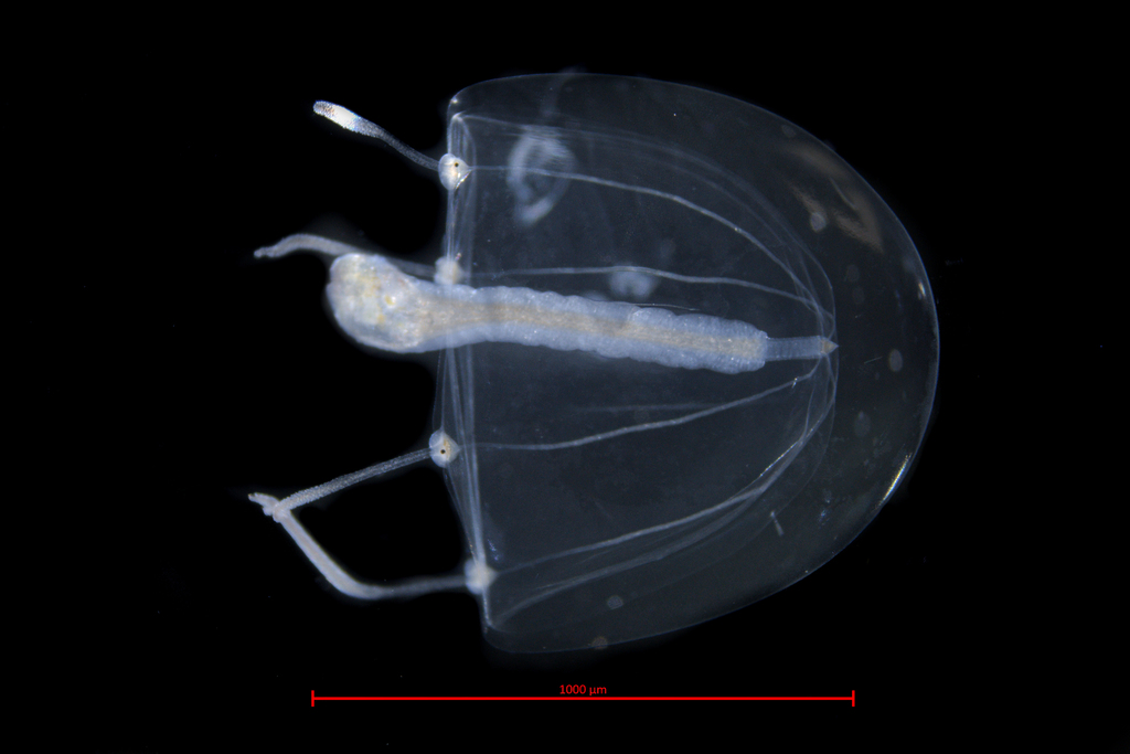 Sarsia tubulosa (Jellyfish, Hydrozoans, and Comb Jellies of the United ...
