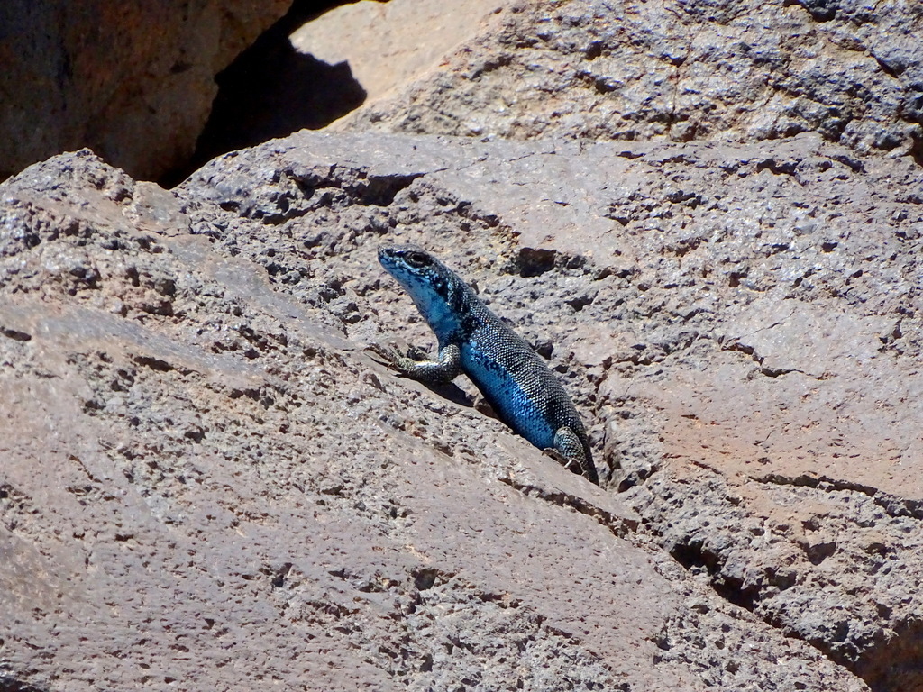 Blue Tree Iguana (Liolaemus coeruleus) - Snakes and Lizards