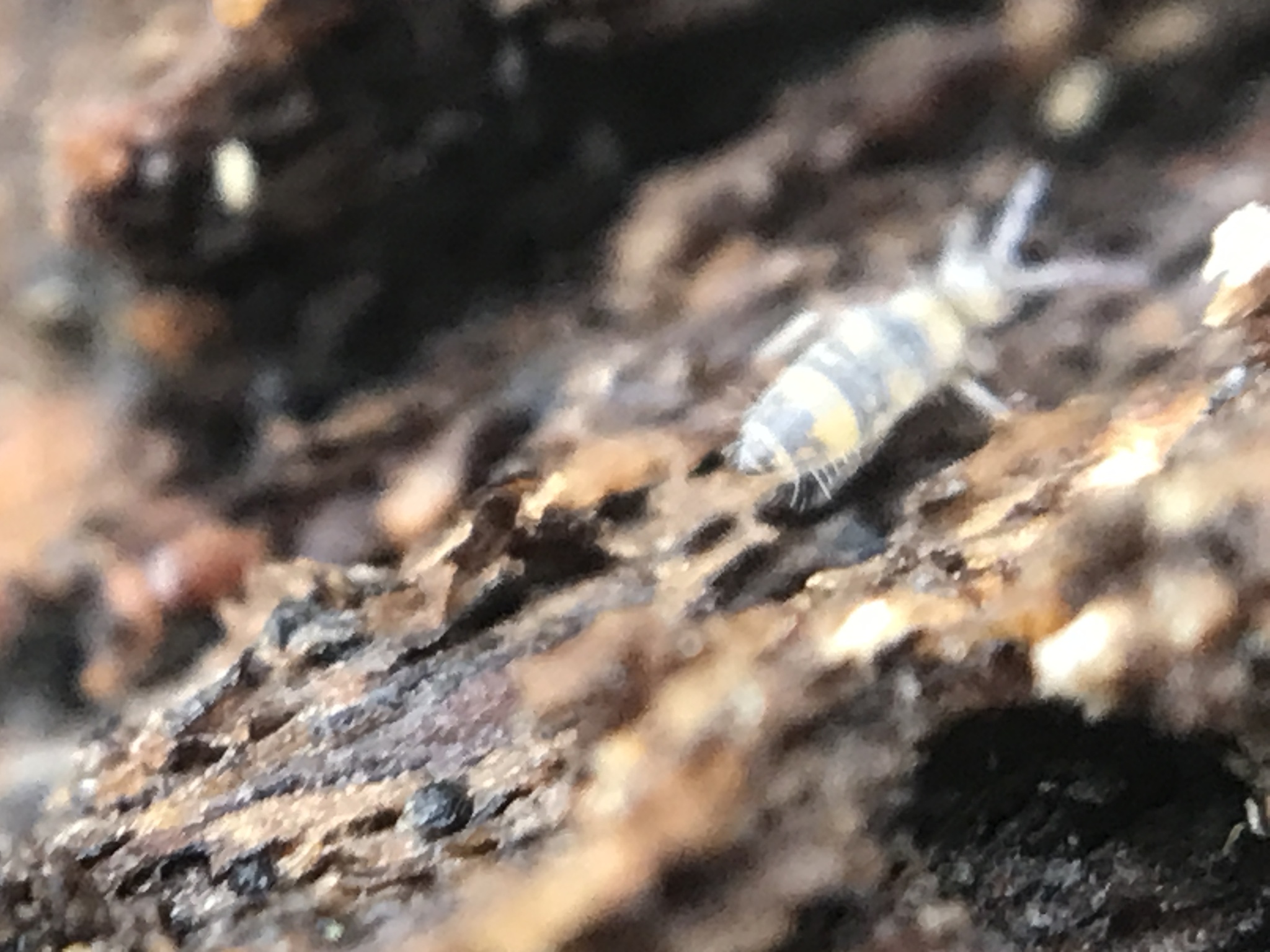 Entomobrya assuta J.W.Folsom, 1924