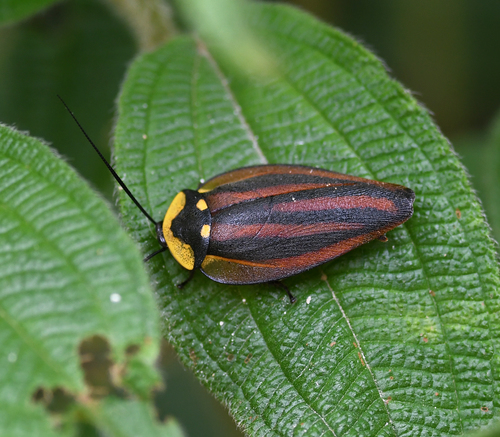 Genus Rochaina · iNaturalist