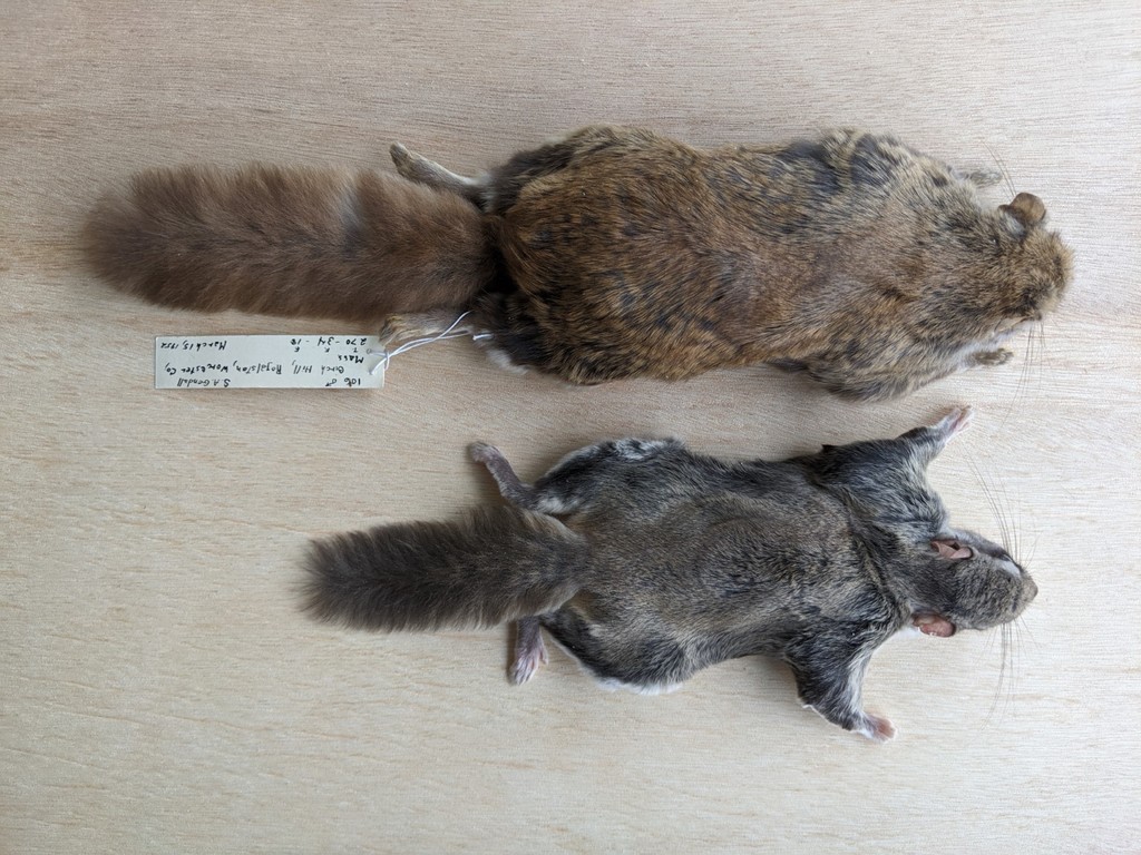 Southern Flying Squirrel from Princeton, MA, USA by tfrench. This is an ...