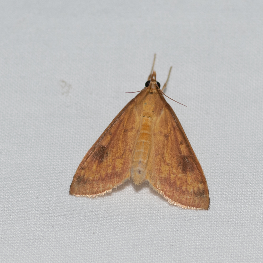 Ostrinia furnacalis (Guenée, 1854)