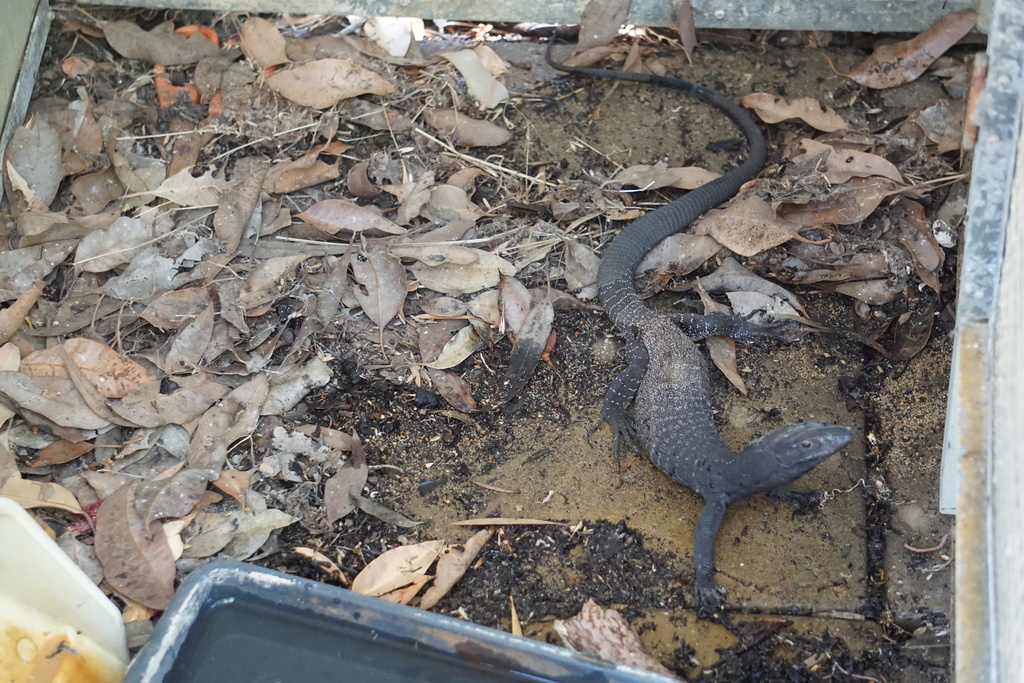 Black-headed Monitor from Morrissey Rd, Bullsbrook, WA, AU on January ...