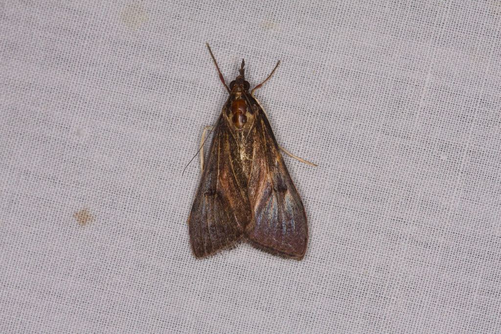Tree Lucerne Moth from Woods Reserve, Tuerong on January 23, 2022 at 08 ...