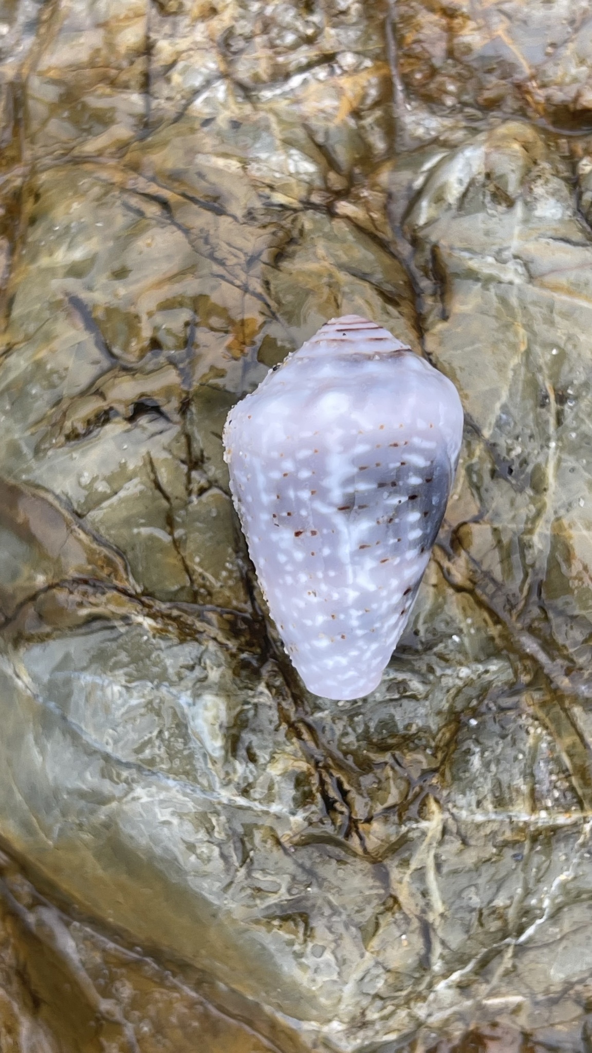 Conus coronatus Gmelin, 1791