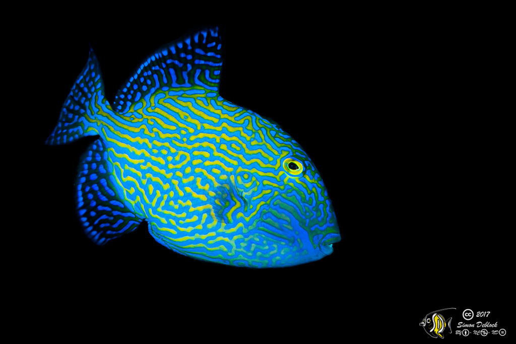 Blue Triggerfish (Pseudobalistes fuscus) - Marine Life Identification