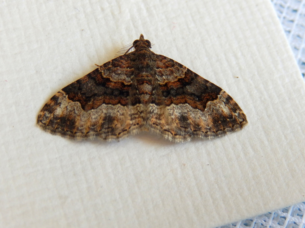 Clover Moth from Sydney NSW, Australia on January 25, 2022 at 11:13 AM ...