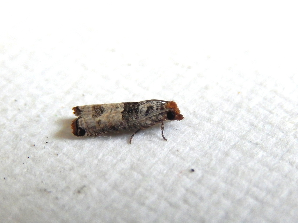 Spilonota constrictana from Sydney NSW, Australia on January 25, 2022 ...