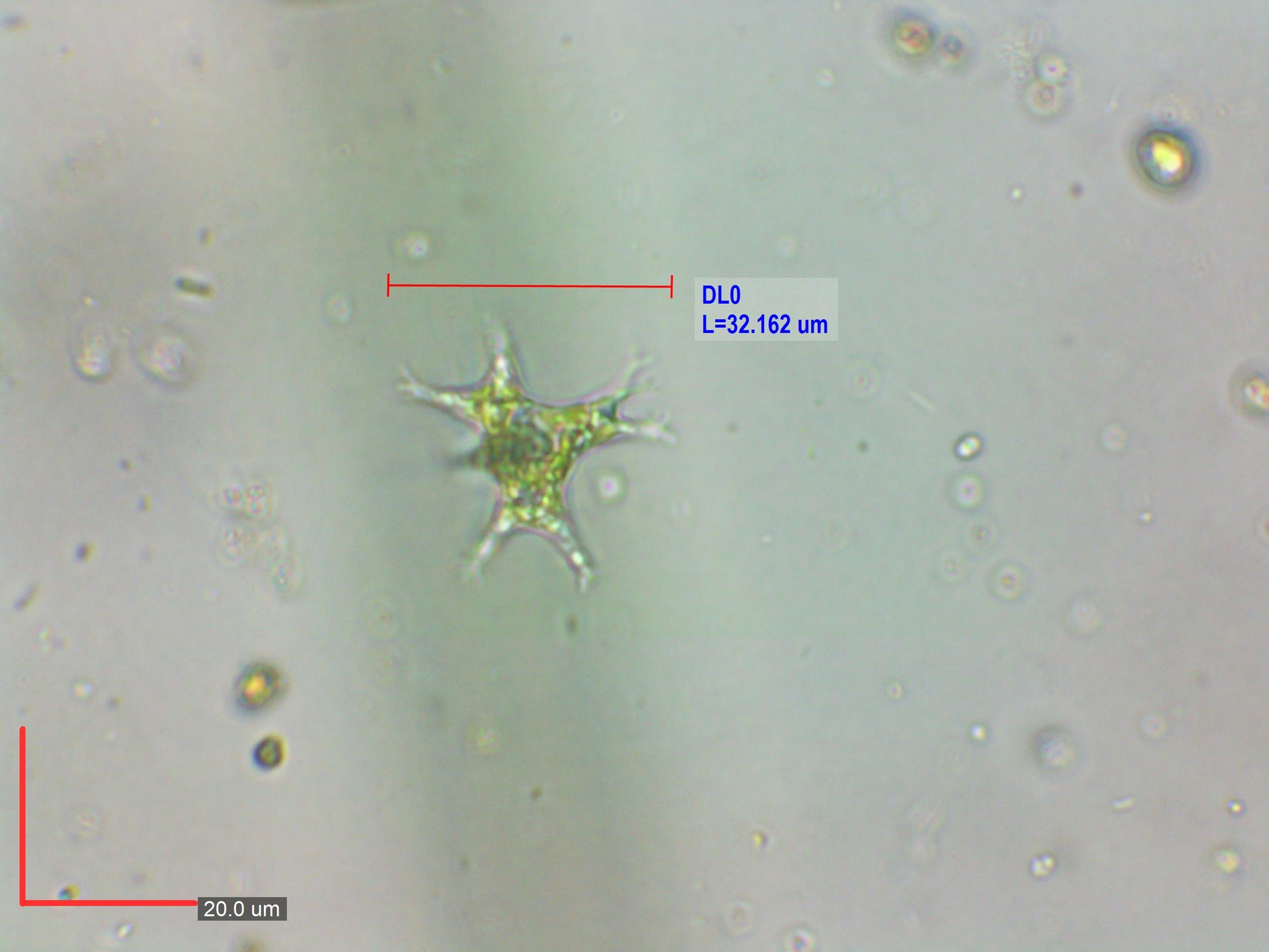 Eustigmatophyceae