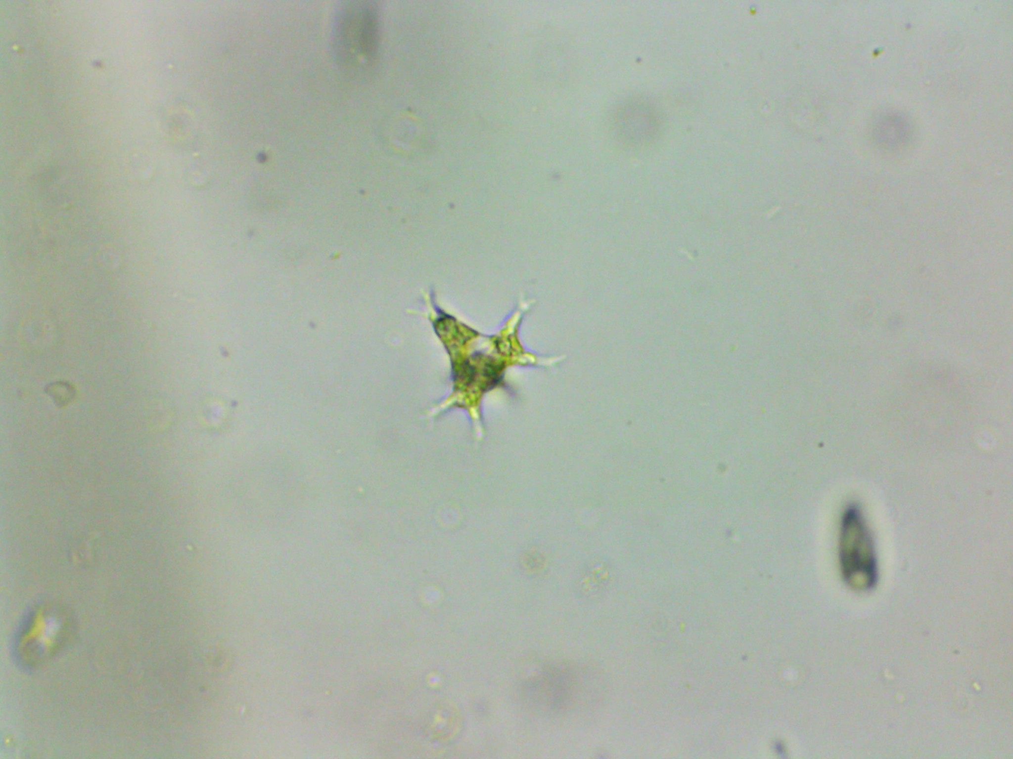 Eustigmatophyceae