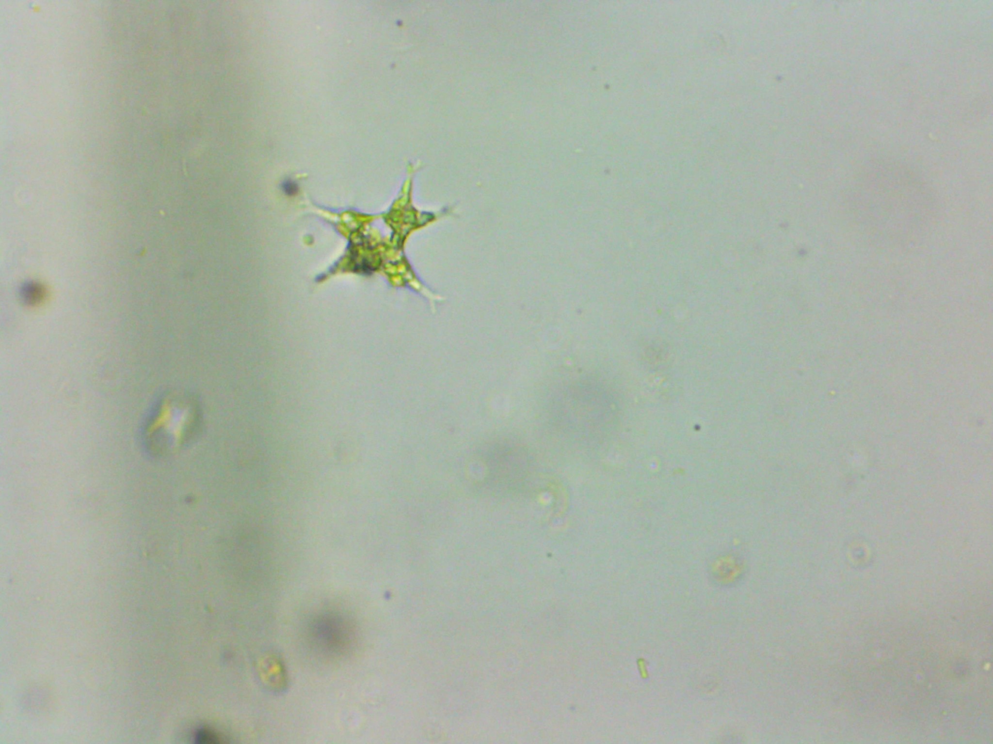 Eustigmatophyceae