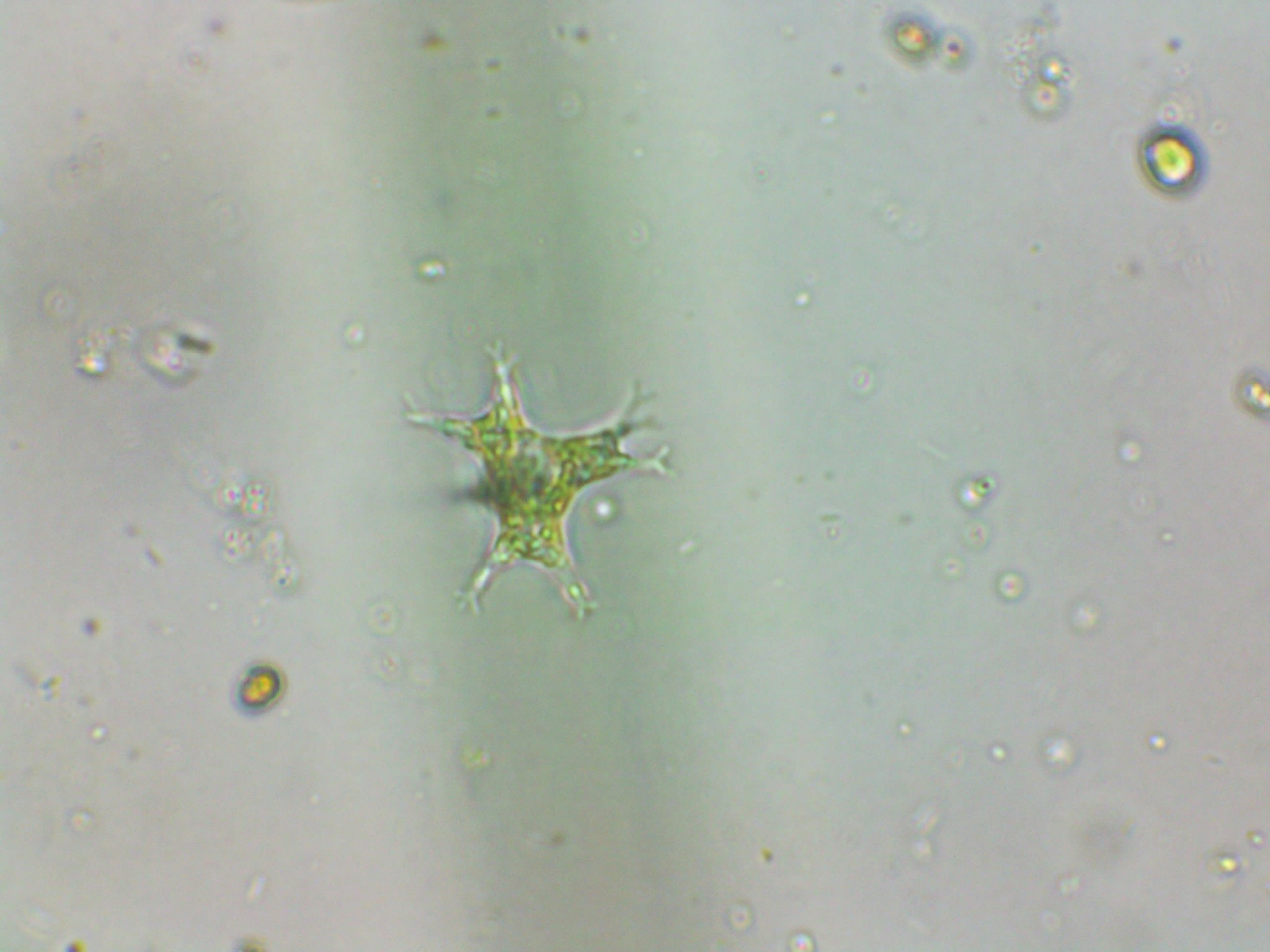 Eustigmatophyceae