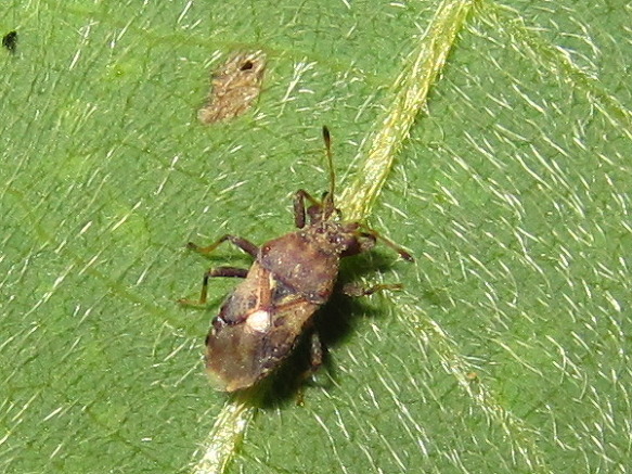 Chauliops Scott, 1874