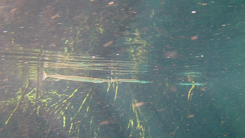 Atlantic Needlefish from Tulum, QROO, MX on January 20, 2022 at 05:53 ...