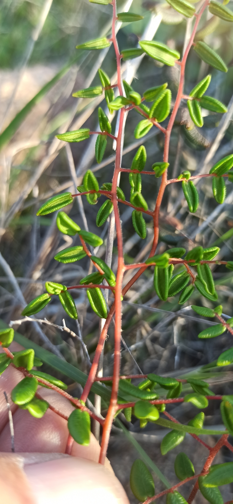 Pellaea andromedifolia var. pubescens D.C.Eaton