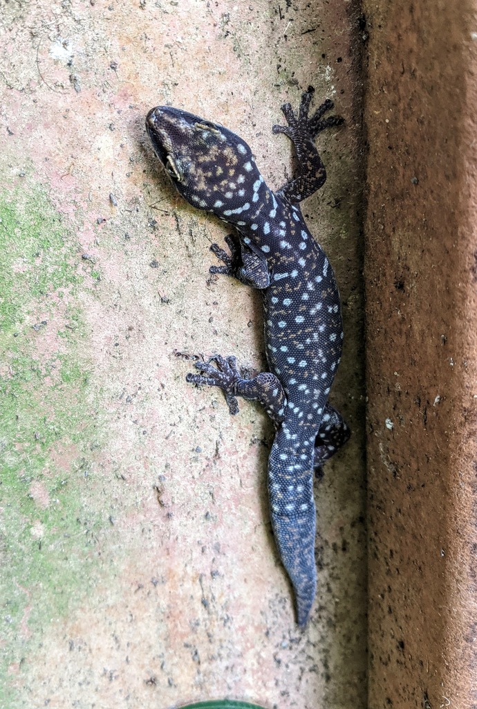Southern Spotted Velvet Gecko from Black Mountain QLD 4563, Australia ...