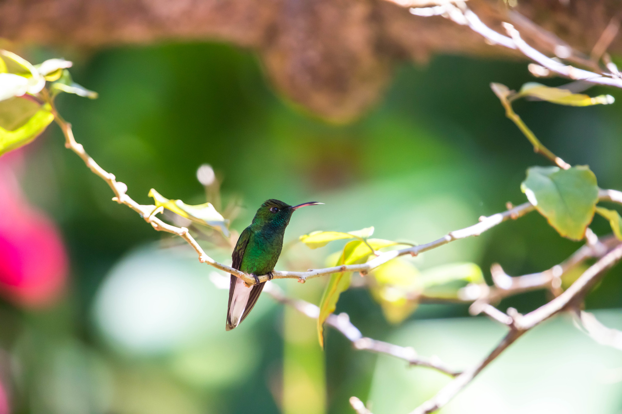 Microchera Gould, 1858