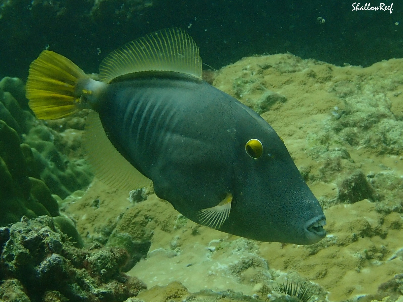 Cantherhines dumerilii (Hollard, 1854)