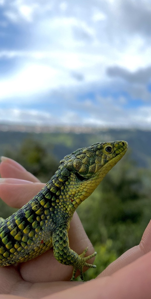 Terrestrial Arboreal Alligator Lizard in July 2021 by sacbeorozco ...