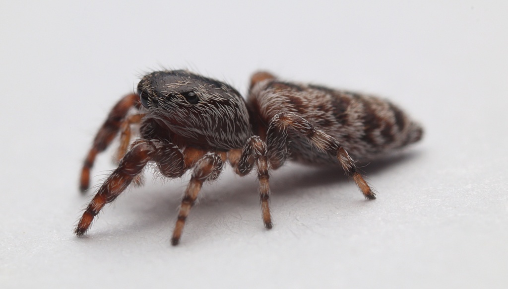 Jumping Spiders from Kaeo, New Zealand on December 26, 2021 at 10:54 PM ...