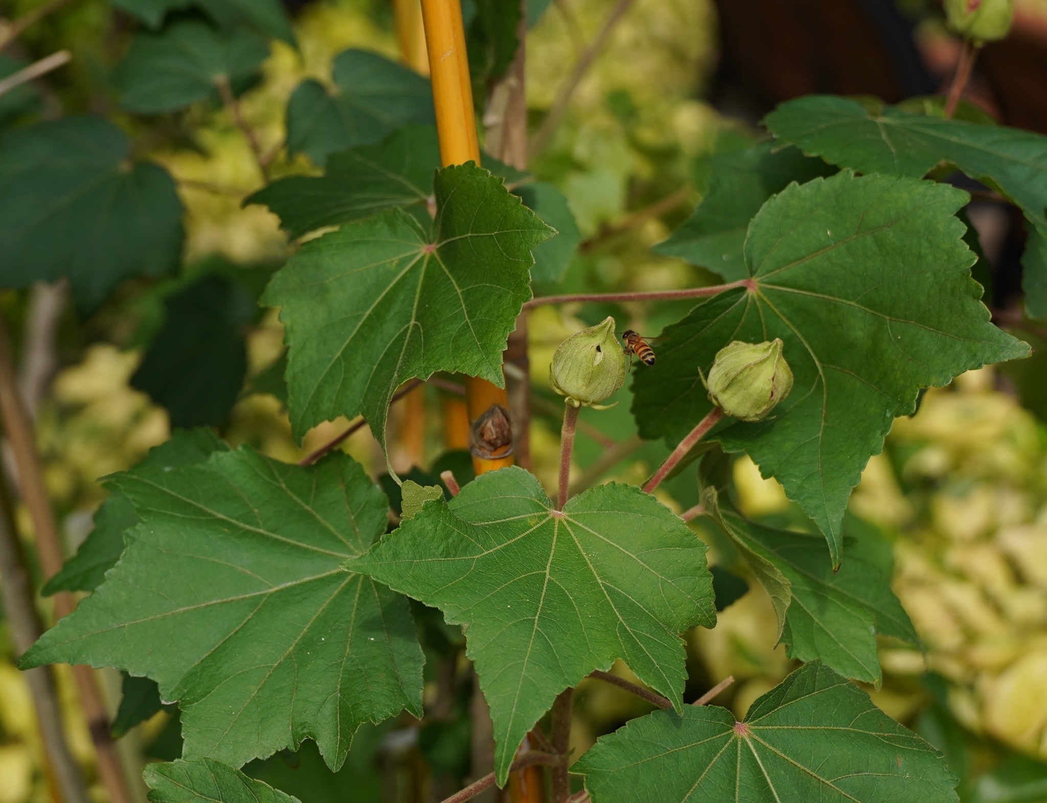 Hibiscus mutabilis L.