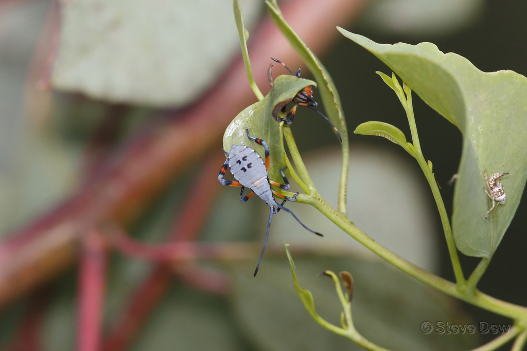 Common Gum-tree Bug from Gwydir, New South Wales, Australia on November ...