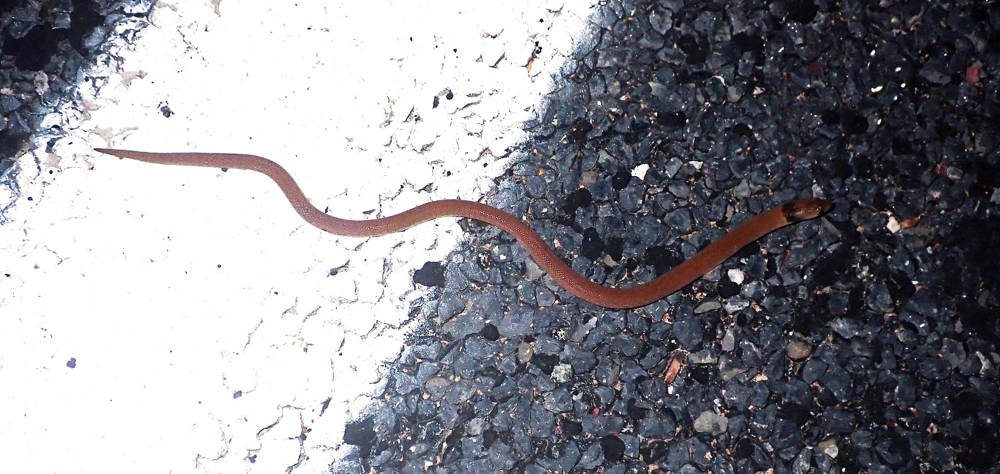 Pygopus steelescotti James, Donnellan & Hutchinson, 2001