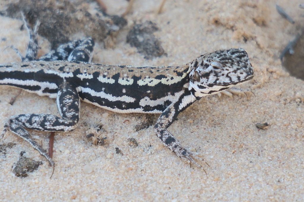 Eyre Peninsula Mallee Dragon from Pinkawillinie SA 5641, Australia on ...