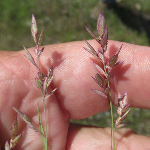 red lovegrass (Subspecies Eragrostis secundiflora oxylepis) · iNaturalist