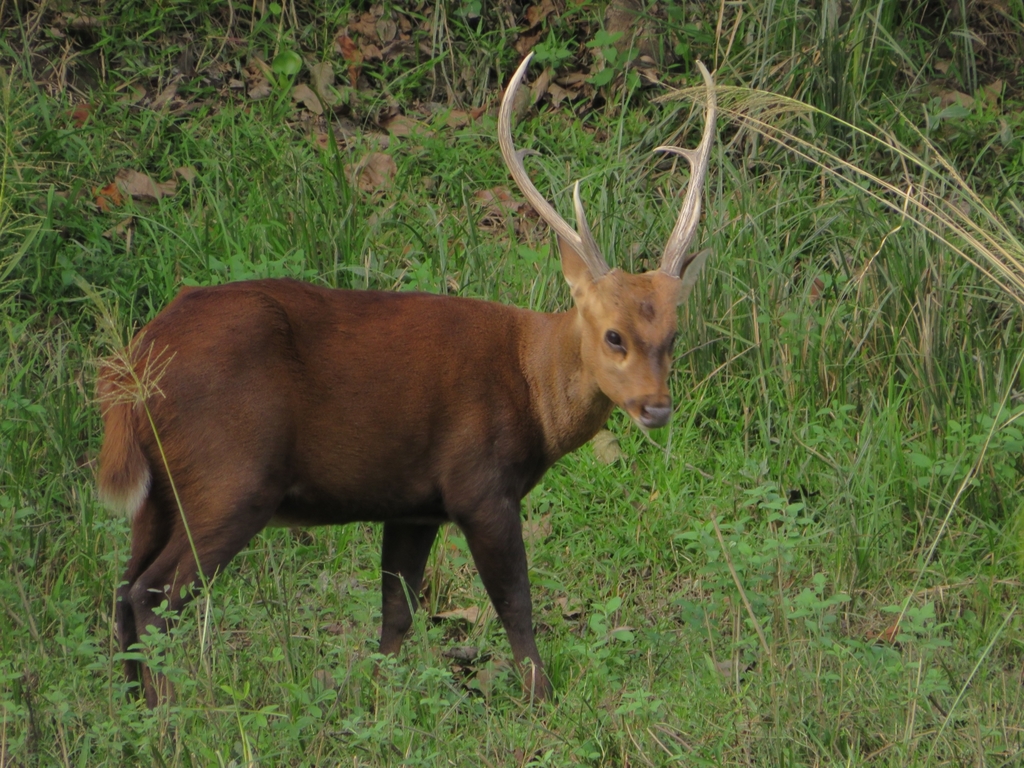 Axis Deer (Axis) - Know Your Mammals