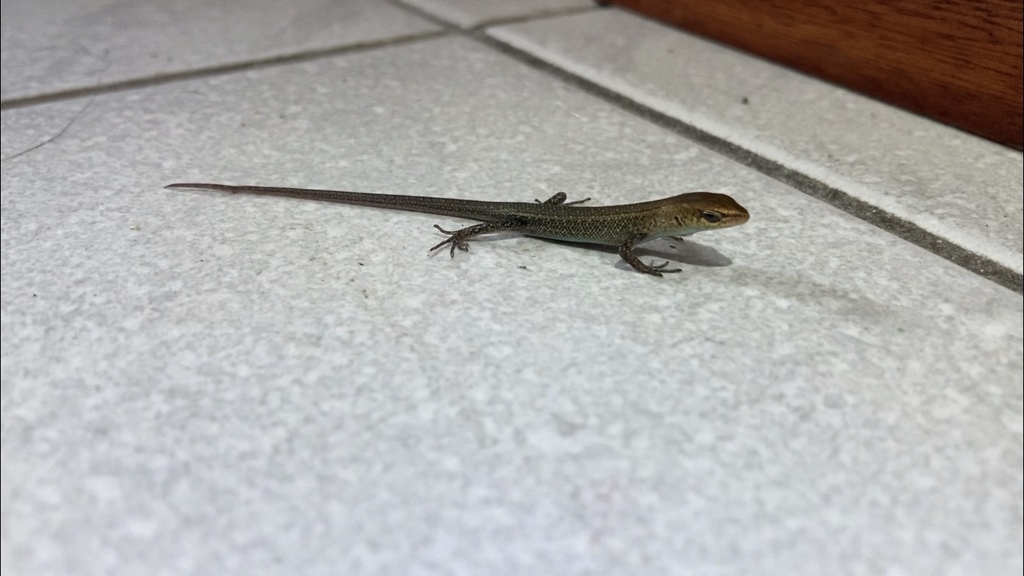 Robust Rainbow-skink from Manooka Dr, Cannonvale, QLD, AU on January 26 ...