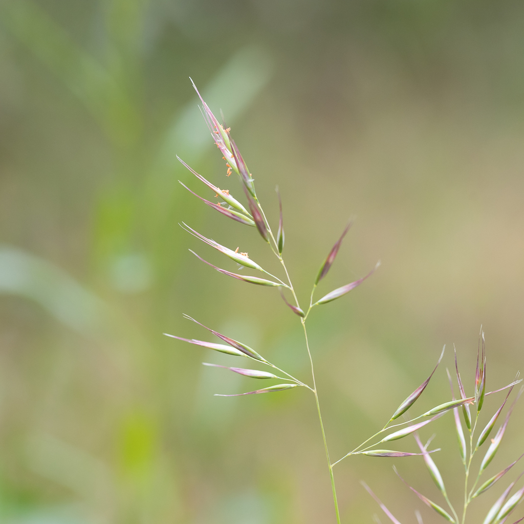 Smooth Wallaby-grass from Hindmarsh Valley SA 5211, Australia on ...