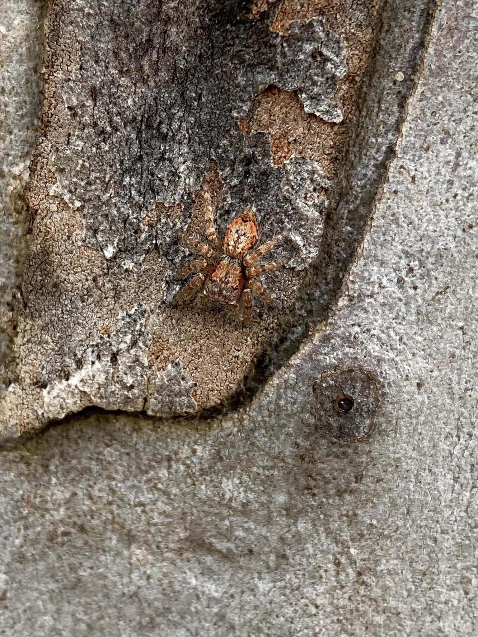 Servaea incana (Karsch, 1878)