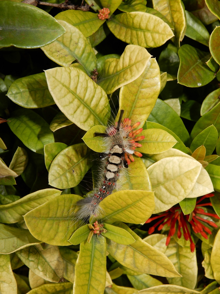 Brown Tussock Moth from 江翠國小, Jiangzicui, Banqiao, New Taipei, Taiwan ...