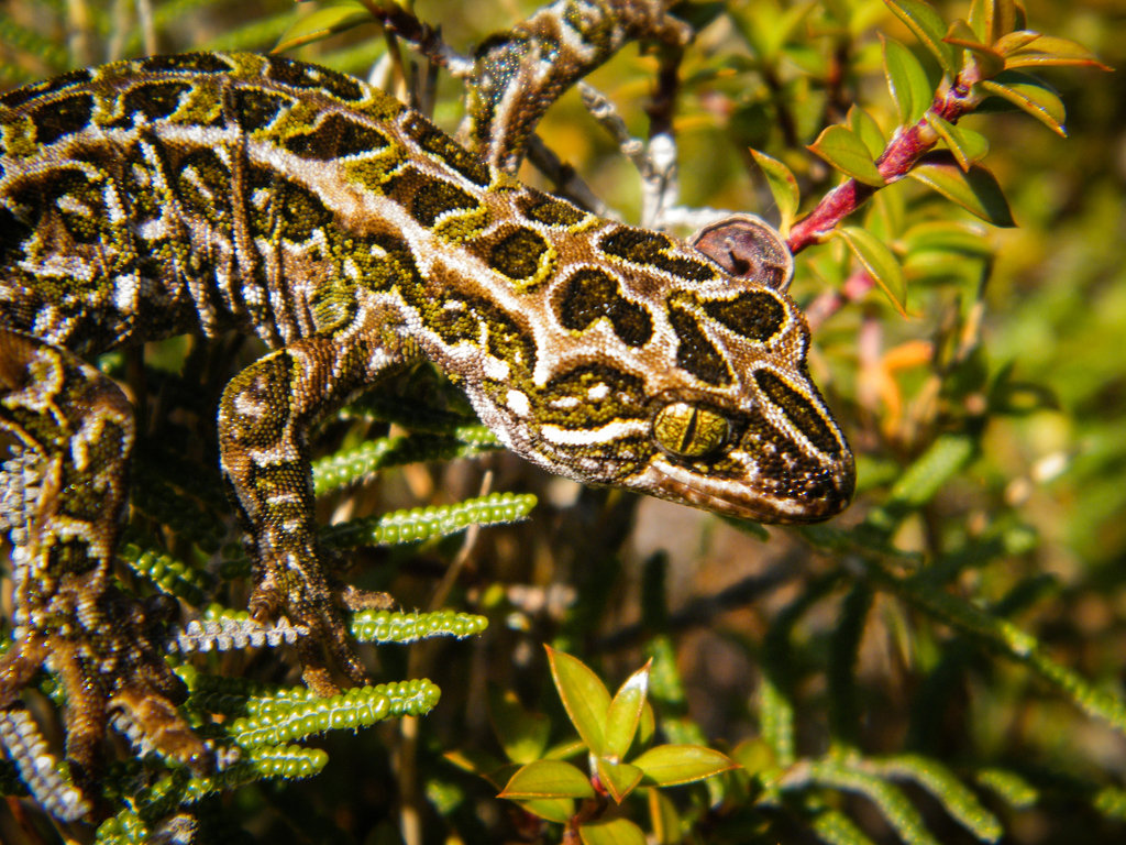 Harlequin Gecko in April 2011 by Carey-Knox-Southern-Scales · iNaturalist