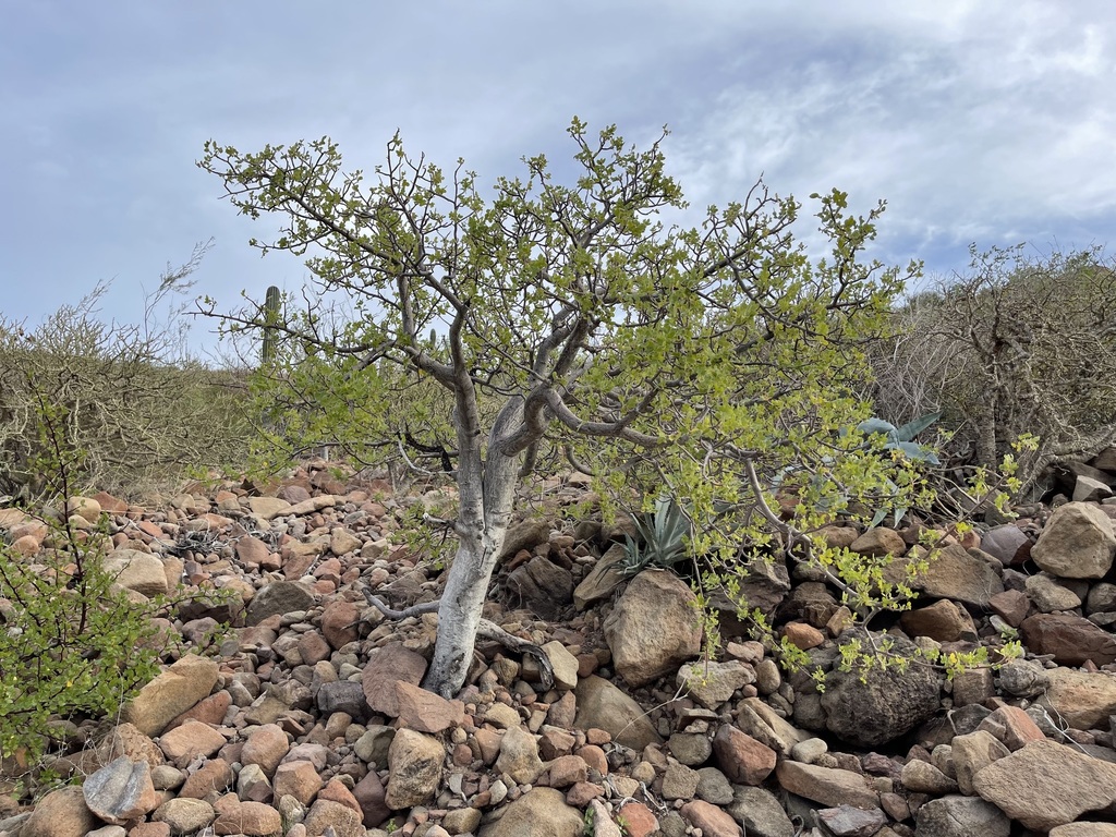 cimarron plum in January 2022 by Glenn Ehrenberg · iNaturalist