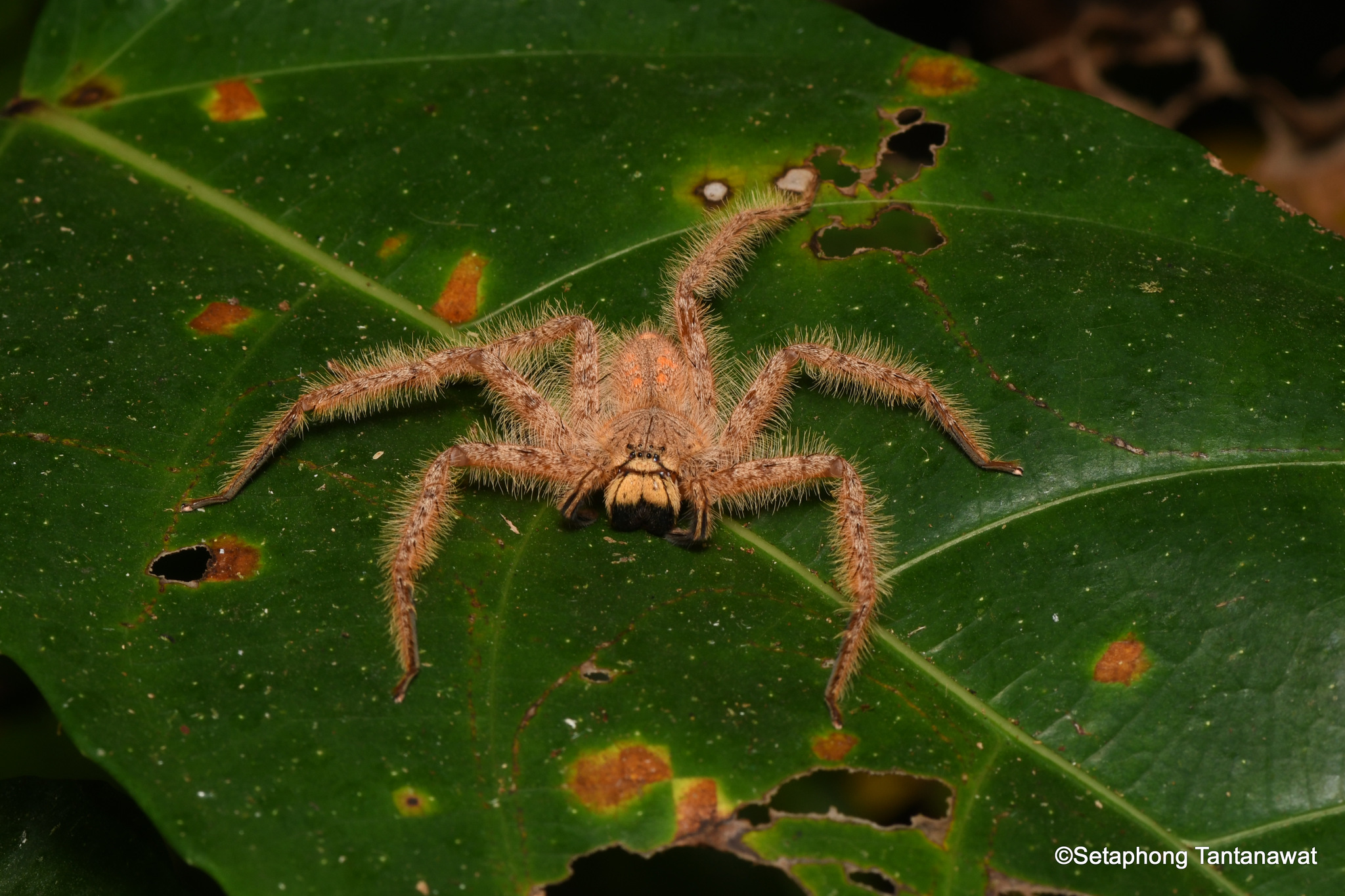 Heteropoda davidbowie Jäger, 2008